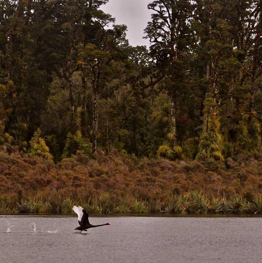 Extinct New Zealand Birds